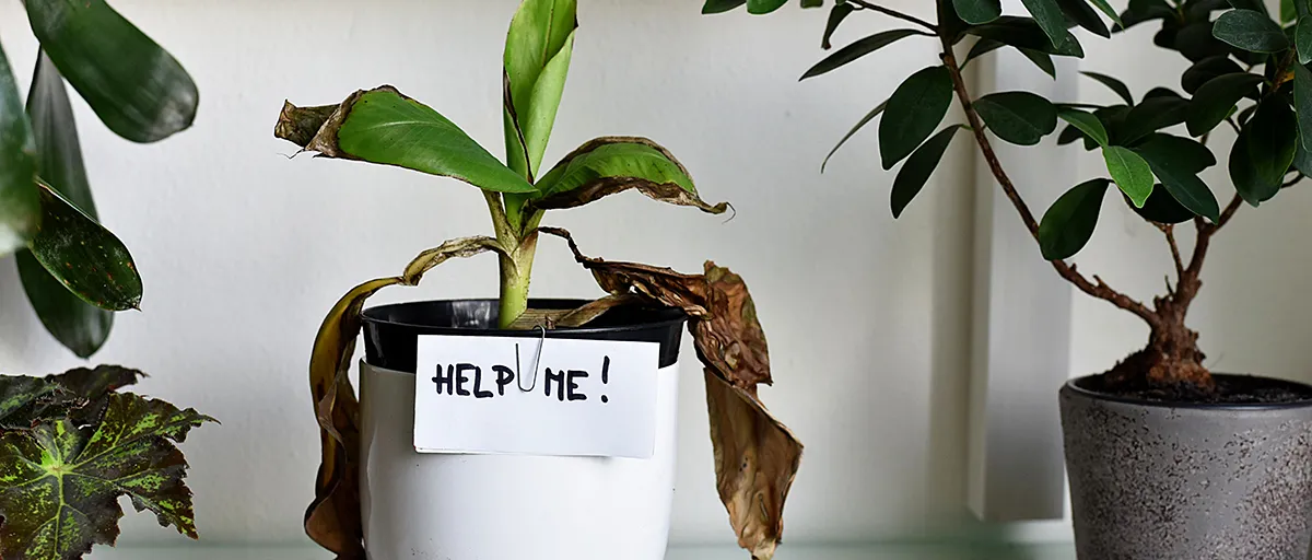 Searles Indoor Plant Problem Solver Guide